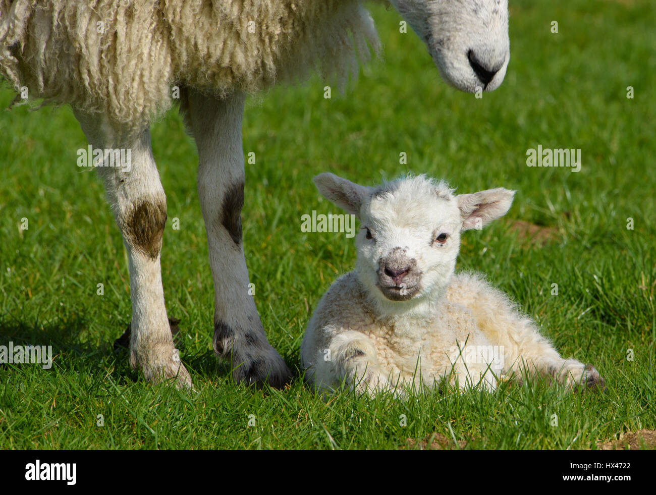 British farm animals hi-res stock photography and images - Alamy