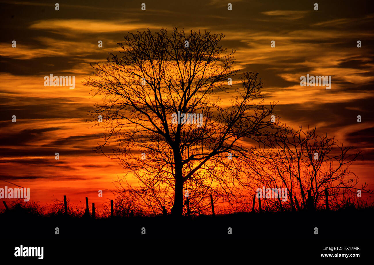 Jambol, Bulgaria. 24th March 2017. Blue skies, Baba Marta and golden ...