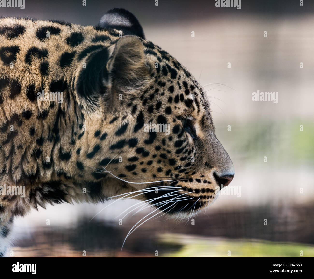 Berlin, Germany. 22nd Mar, 2017. A persian leopard walks through its ...