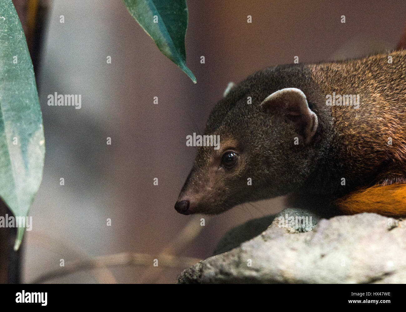 Berlin, Germany. 22nd Mar, 2017. A ring-tailed mongoose sits in its ...