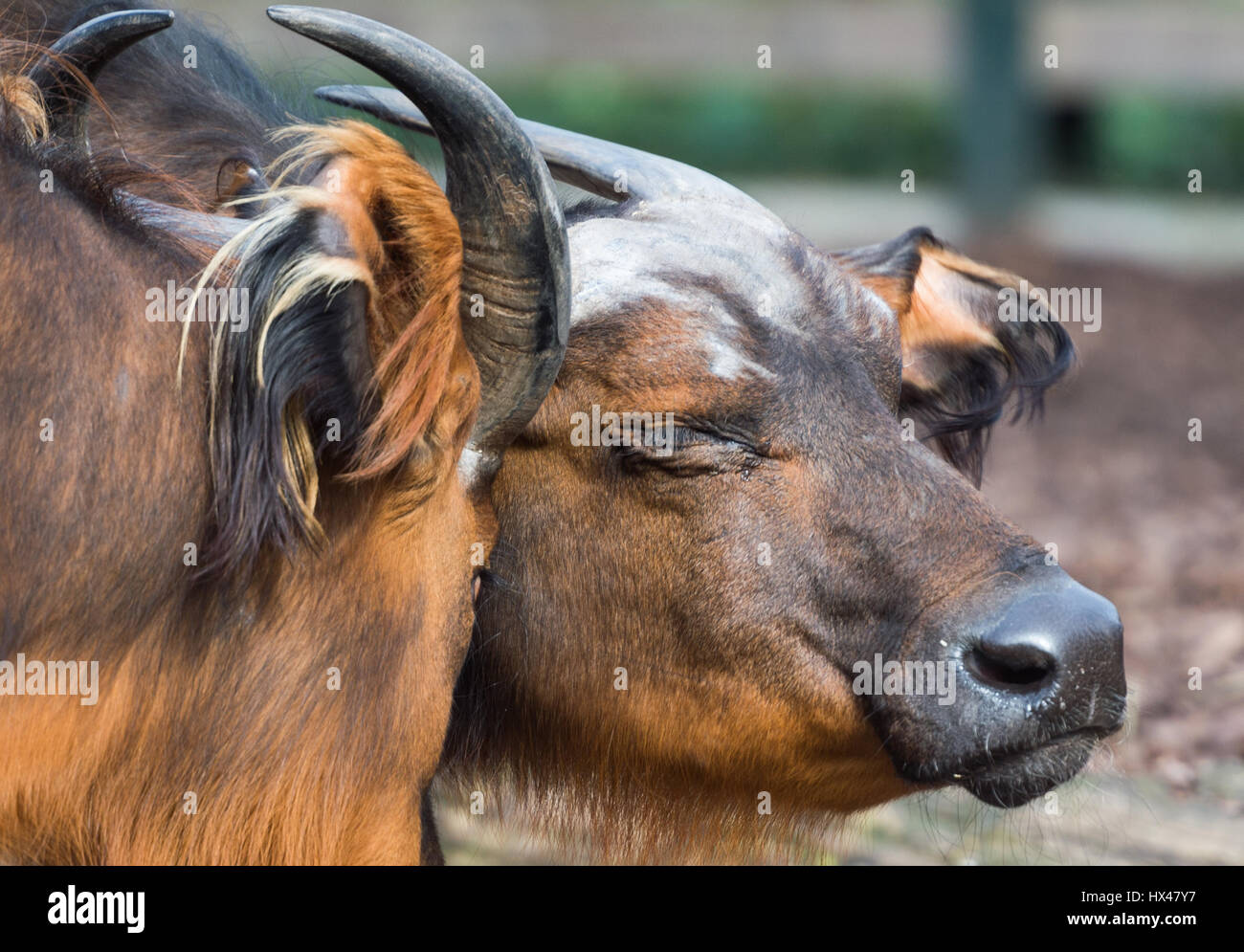 Two red buffalo rub up against each other in their enclosure in the ...