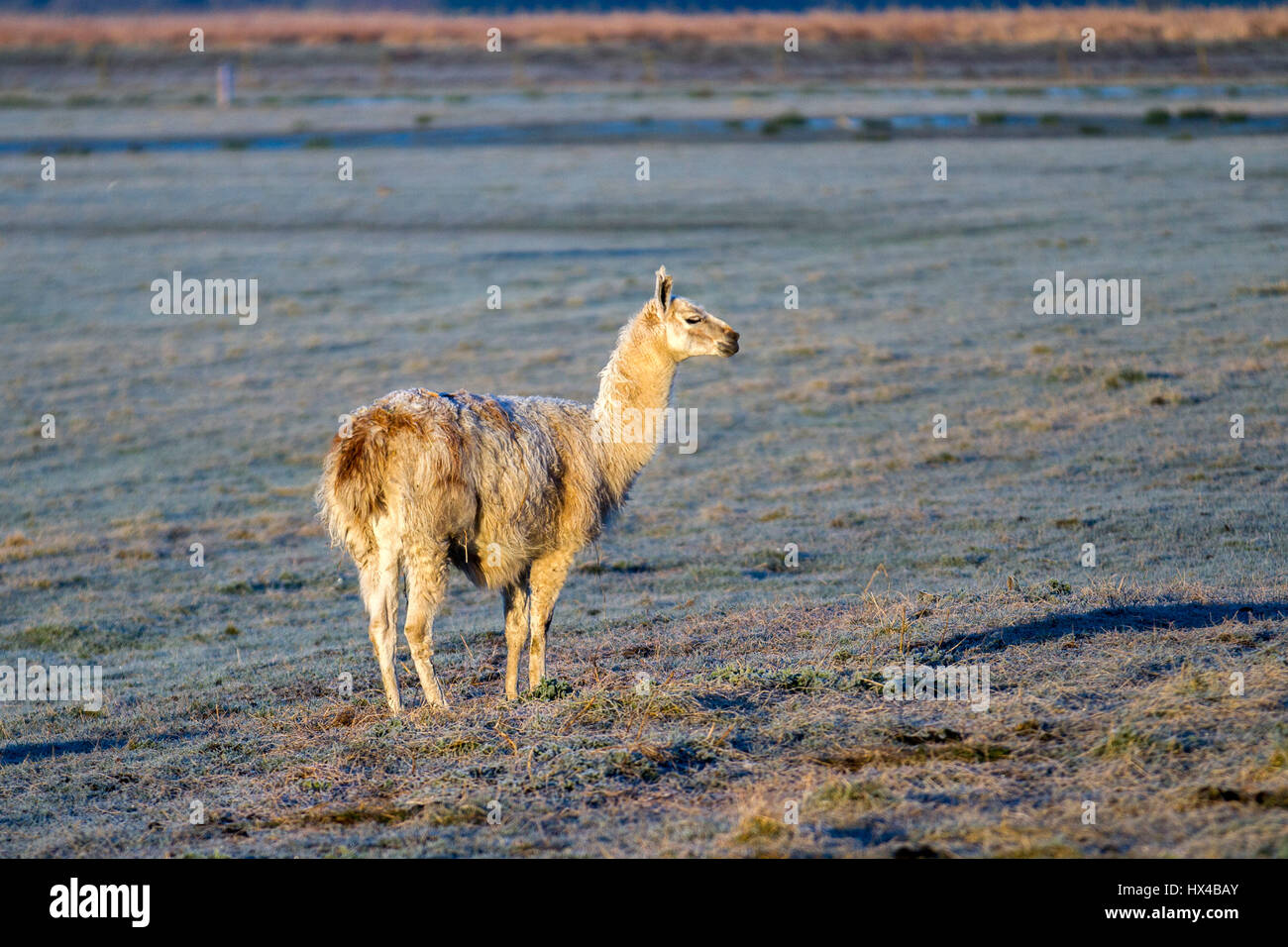 Livestock Guard Llama in Burscough, Lancashire, UK. UK Weather. 25th ...