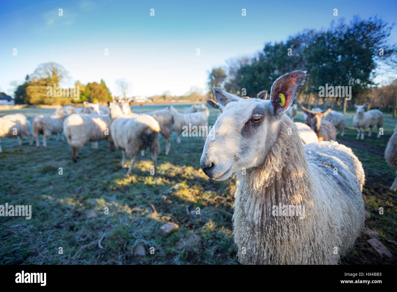Border Leicester sheep waking up to a frozen landscape due to overnight ...