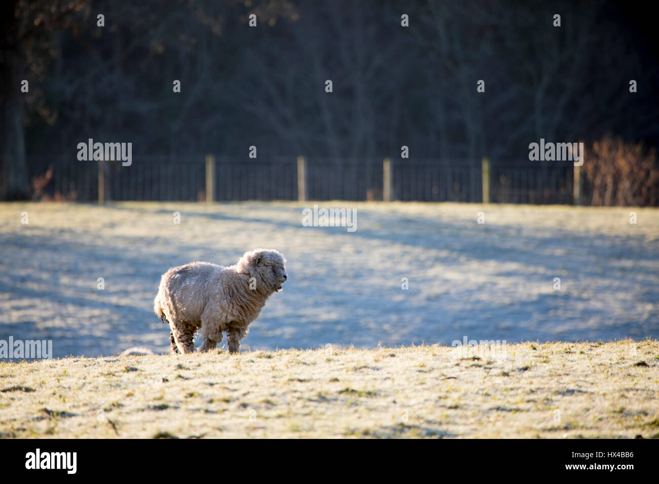 Frozen sheep field hi-res stock photography and images - Alamy