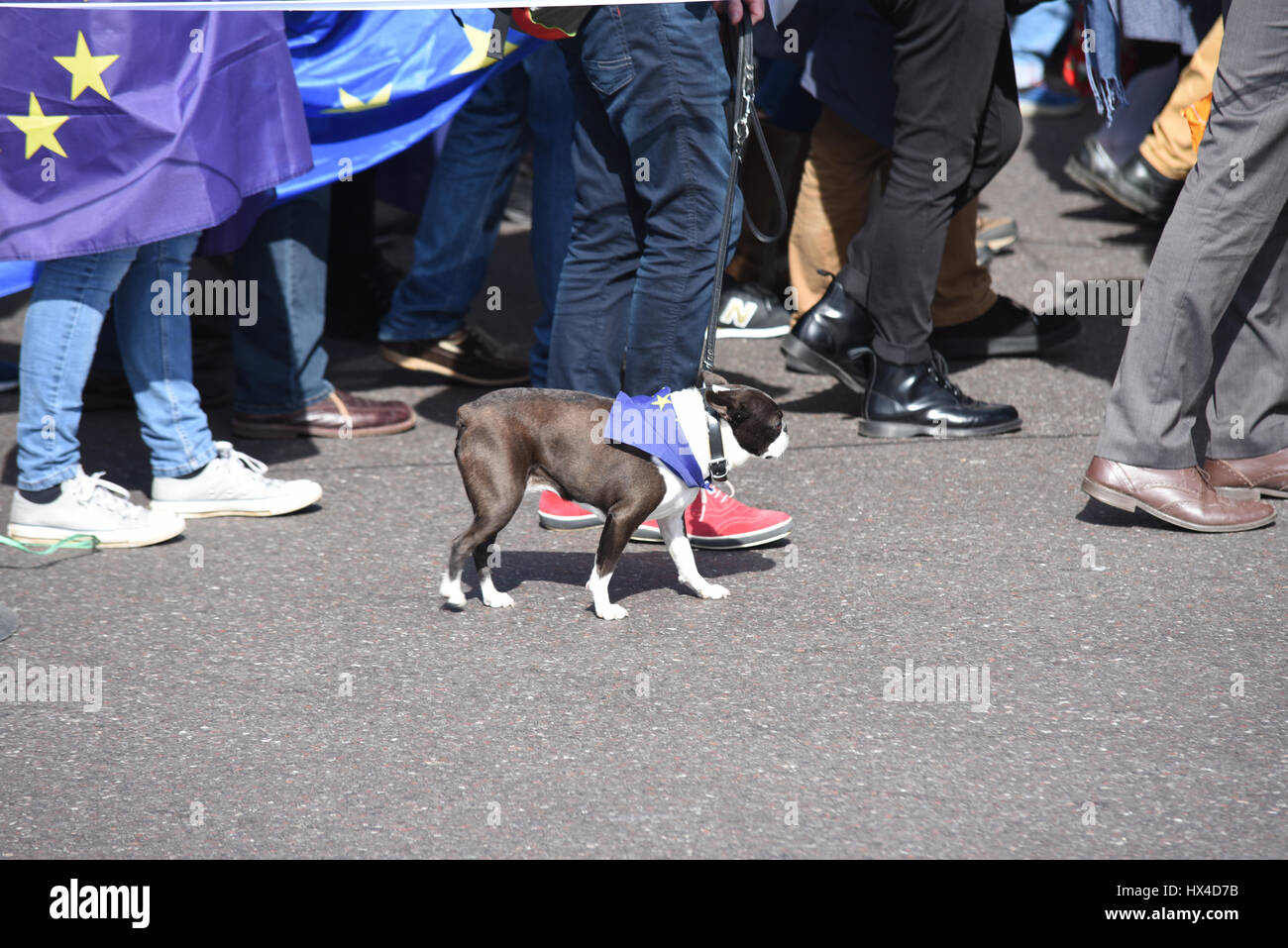 Dog on a march. A march took place in London to demonstrate against ...