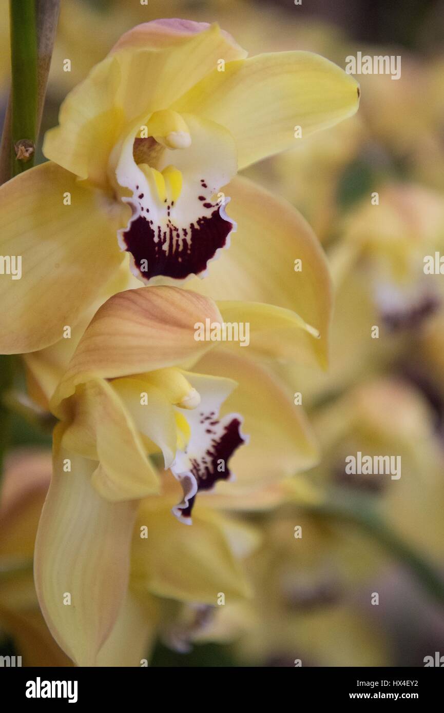 Cymbidium orchids seen in a hall on the exhibition grounds in Dresden ...
