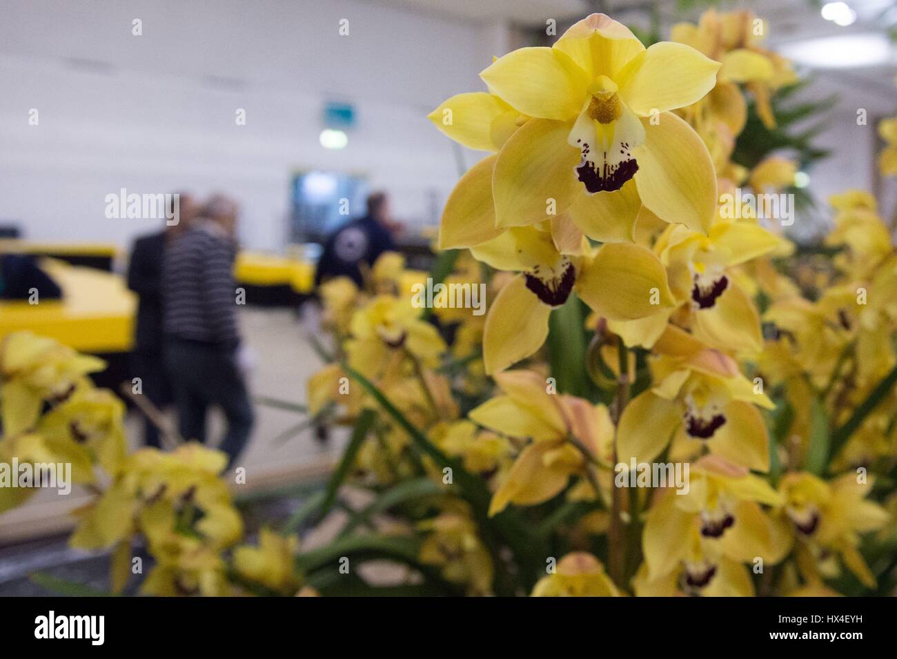 Cymbidium orchids seen in a hall on the exhibition grounds in Dresden ...