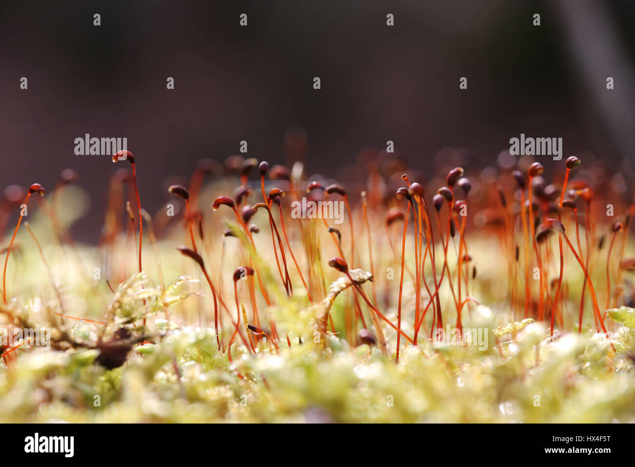 Moss (Muscus) can be seen in Muenster, Germany, 5 March 2017. Photo ...