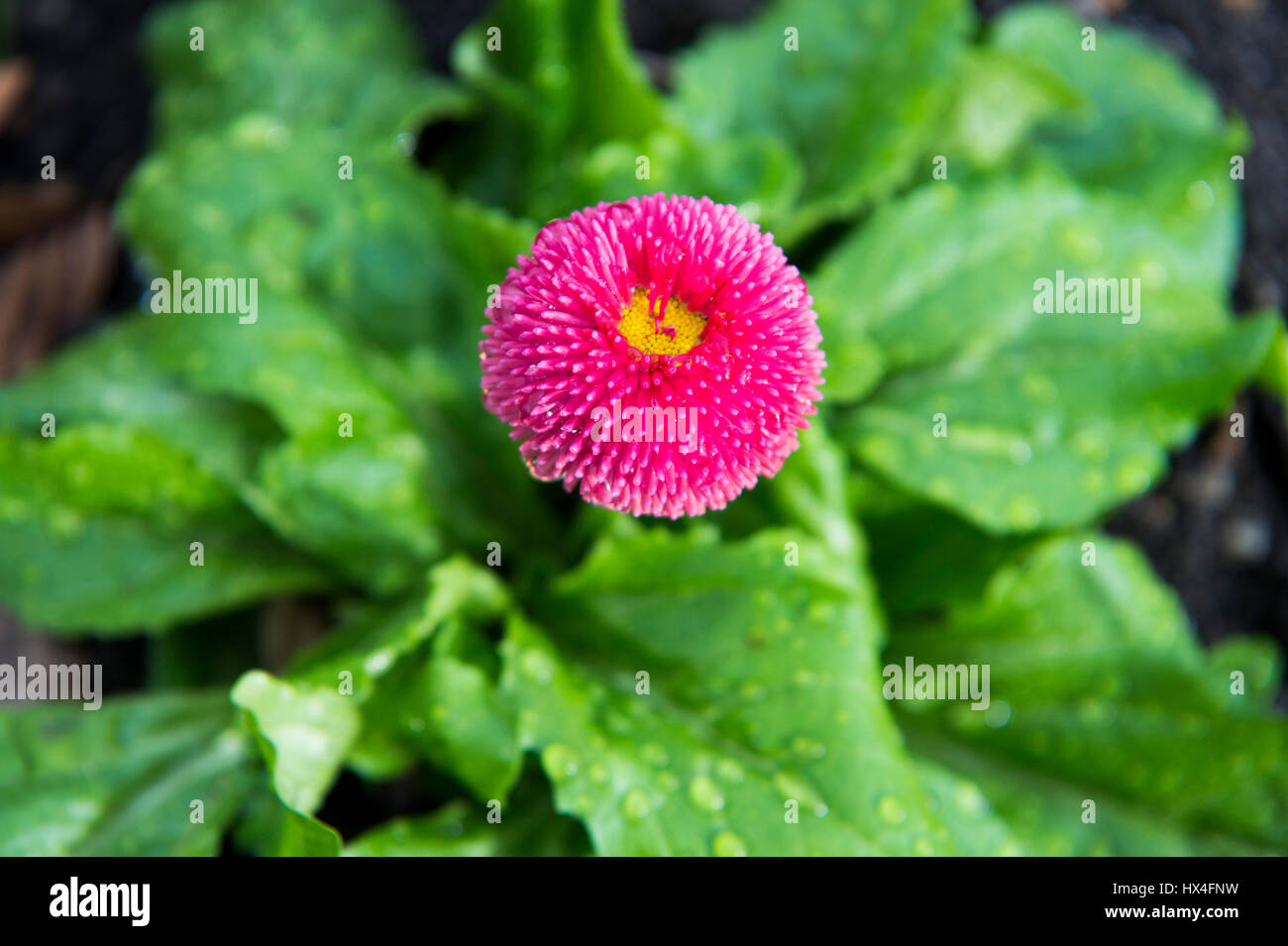 Berlin, Germany. 20th Mar, 2017. A daisy can be seen at the garden of ...