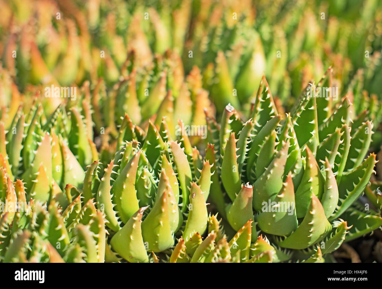 Funny cactus hi-res stock photography and images - Alamy
