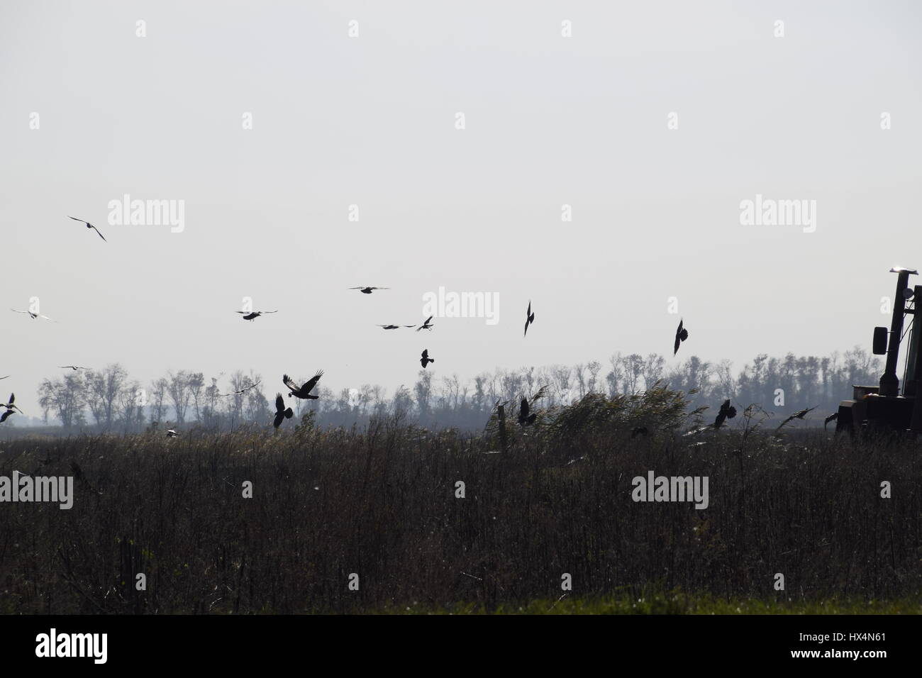 Tractor plowing a field and crows flying around him in search of food ...