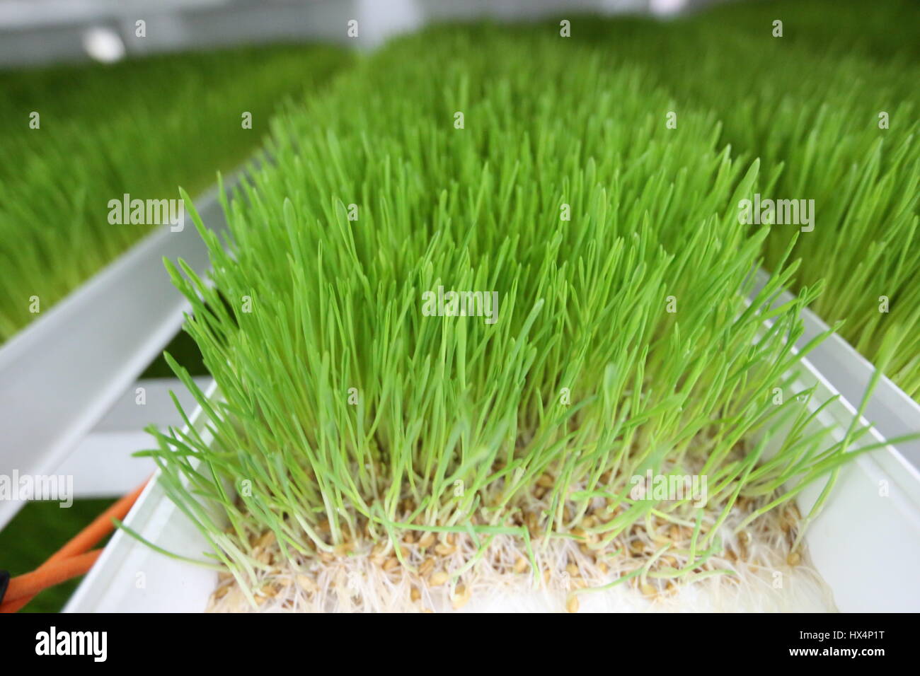 Dhaka 23 march 2017. Grass being grown at an indoor facility of ...