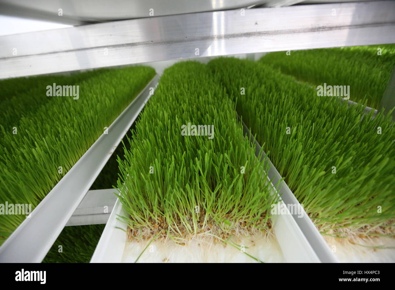 Dhaka 23 march 2017. Grass being grown at an indoor facility of ...