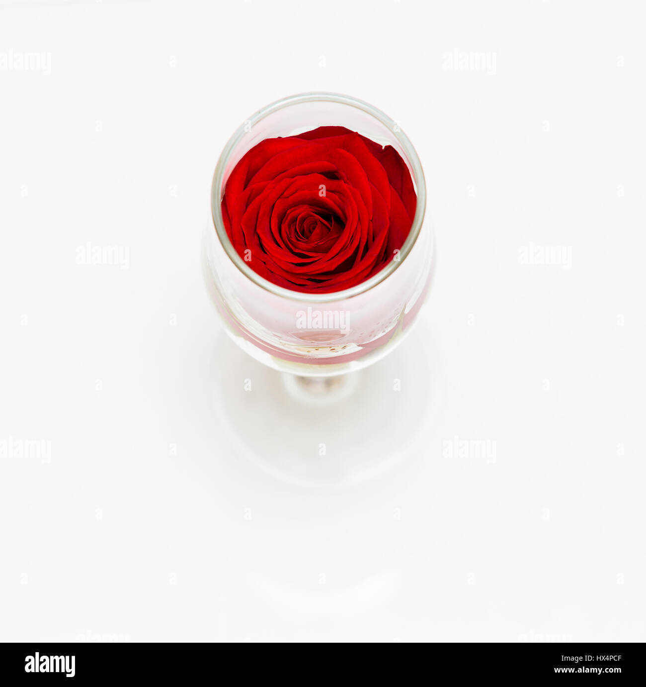 Red rose inside champagne glass on white background Stock Photo - Alamy