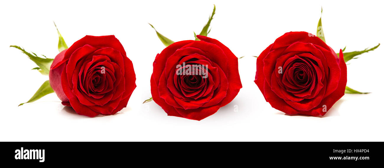 Three red rose Bud on white background Stock Photo - Alamy
