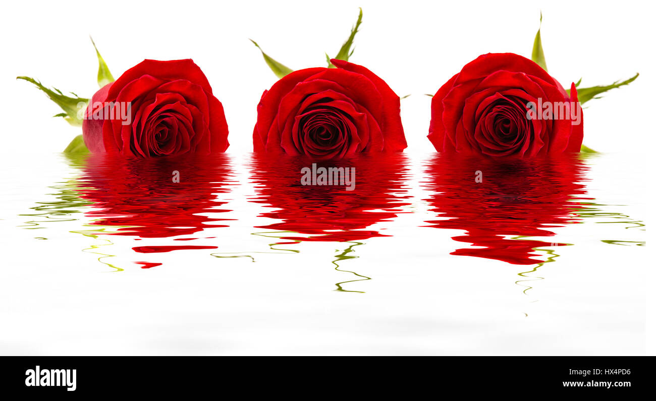 Three red rose Bud on white background Stock Photo - Alamy