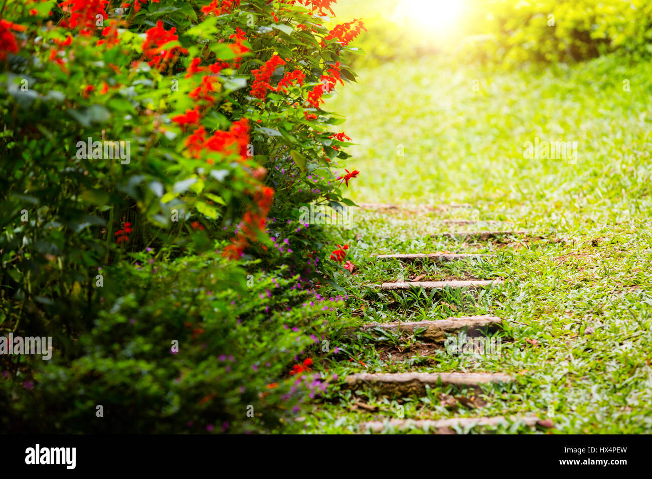 Stone steps in the garden. Red flowers Stock Photo - Alamy