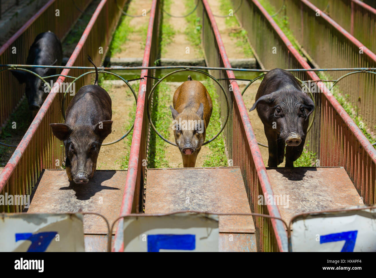 Fleeing pigs High Resolution Stock Photography and Images - Alamy
