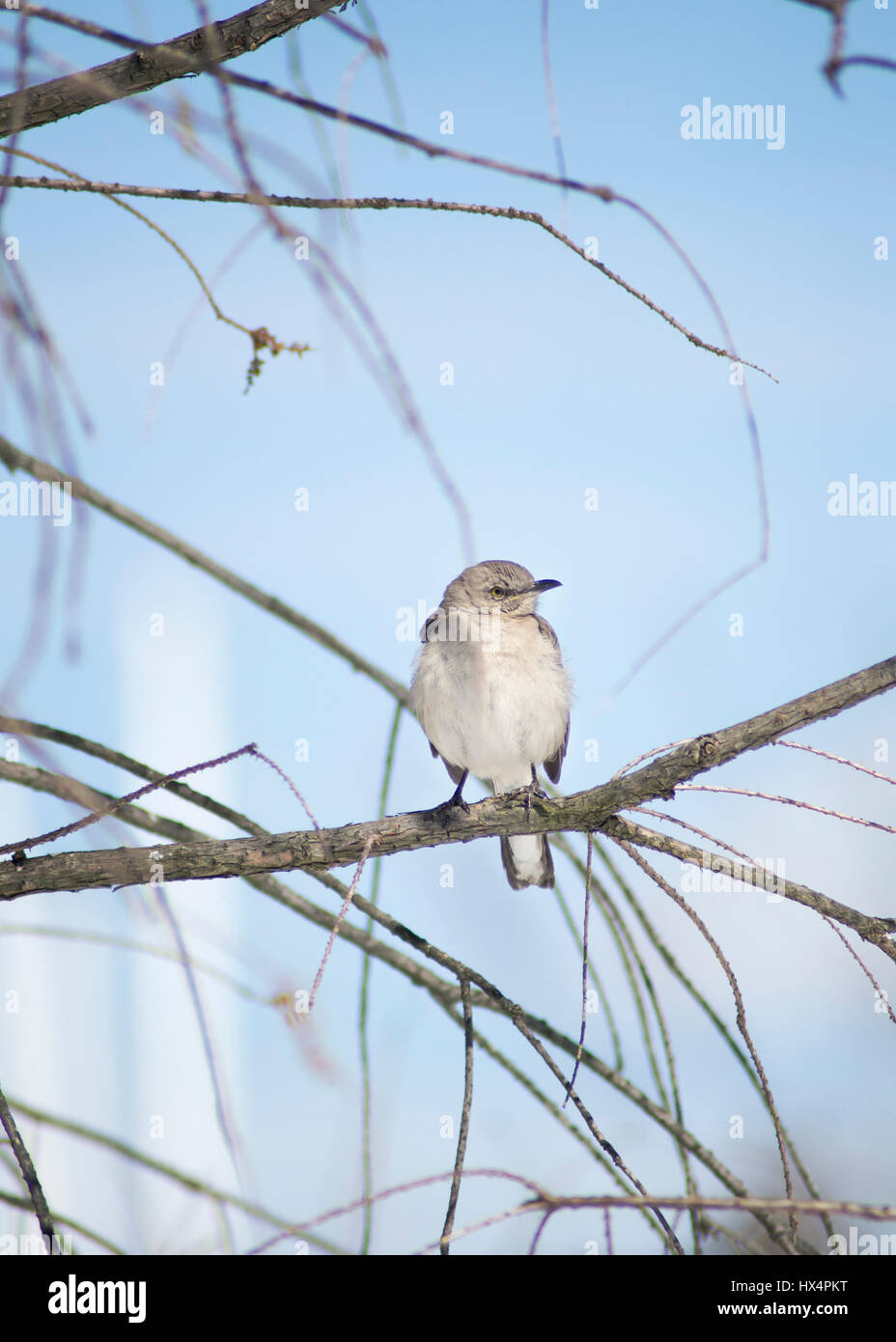 Northern mockingbird flight hi-res stock photography and images - Alamy