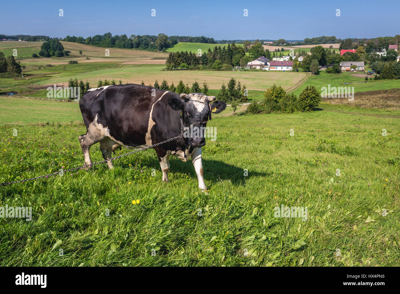 Cow on a pasturage in Kartuzy County, Kashubia region of Pomeranian ...