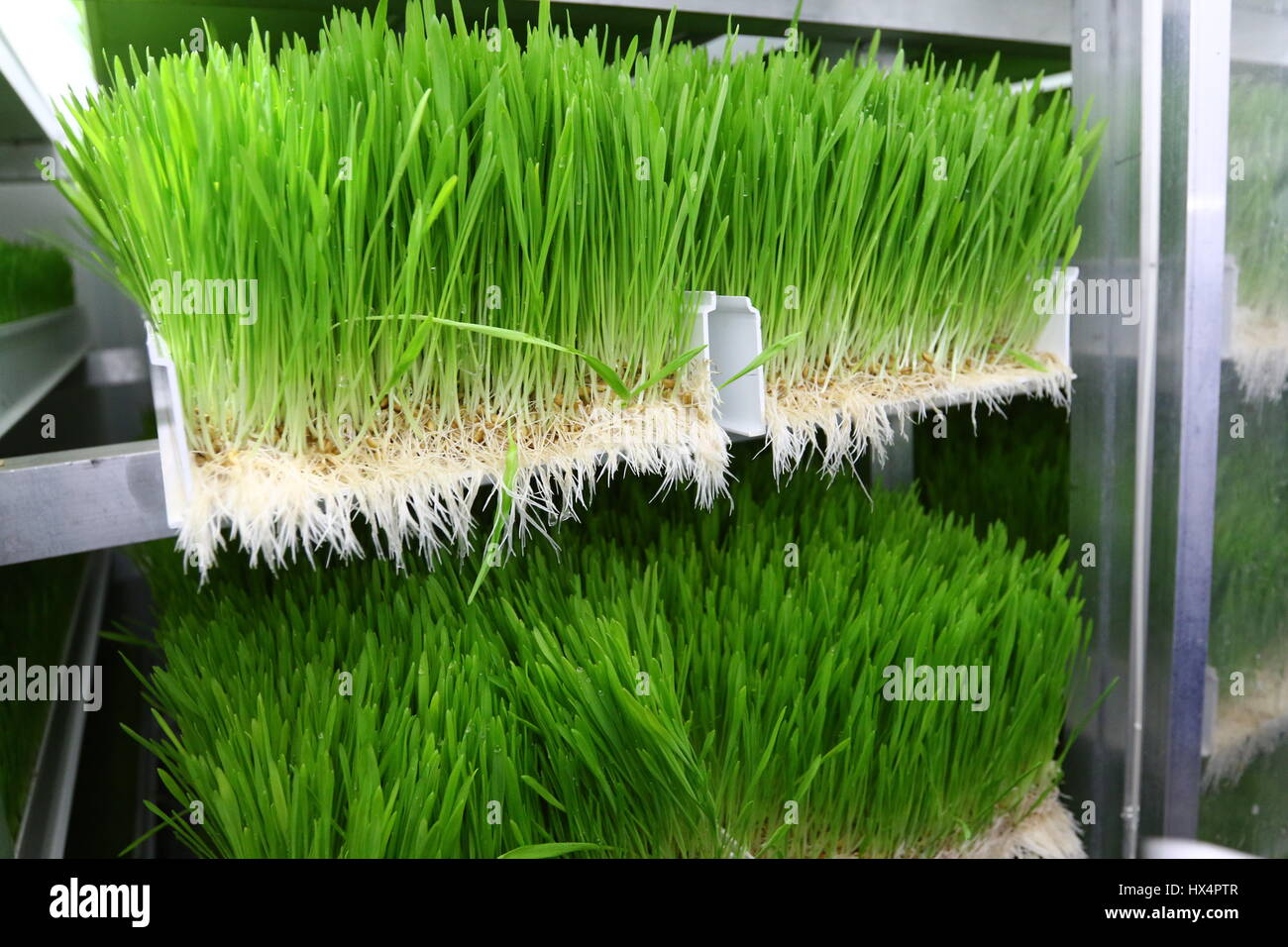 Dhaka 23 march 2017. Grass being grown at an indoor facility of ...