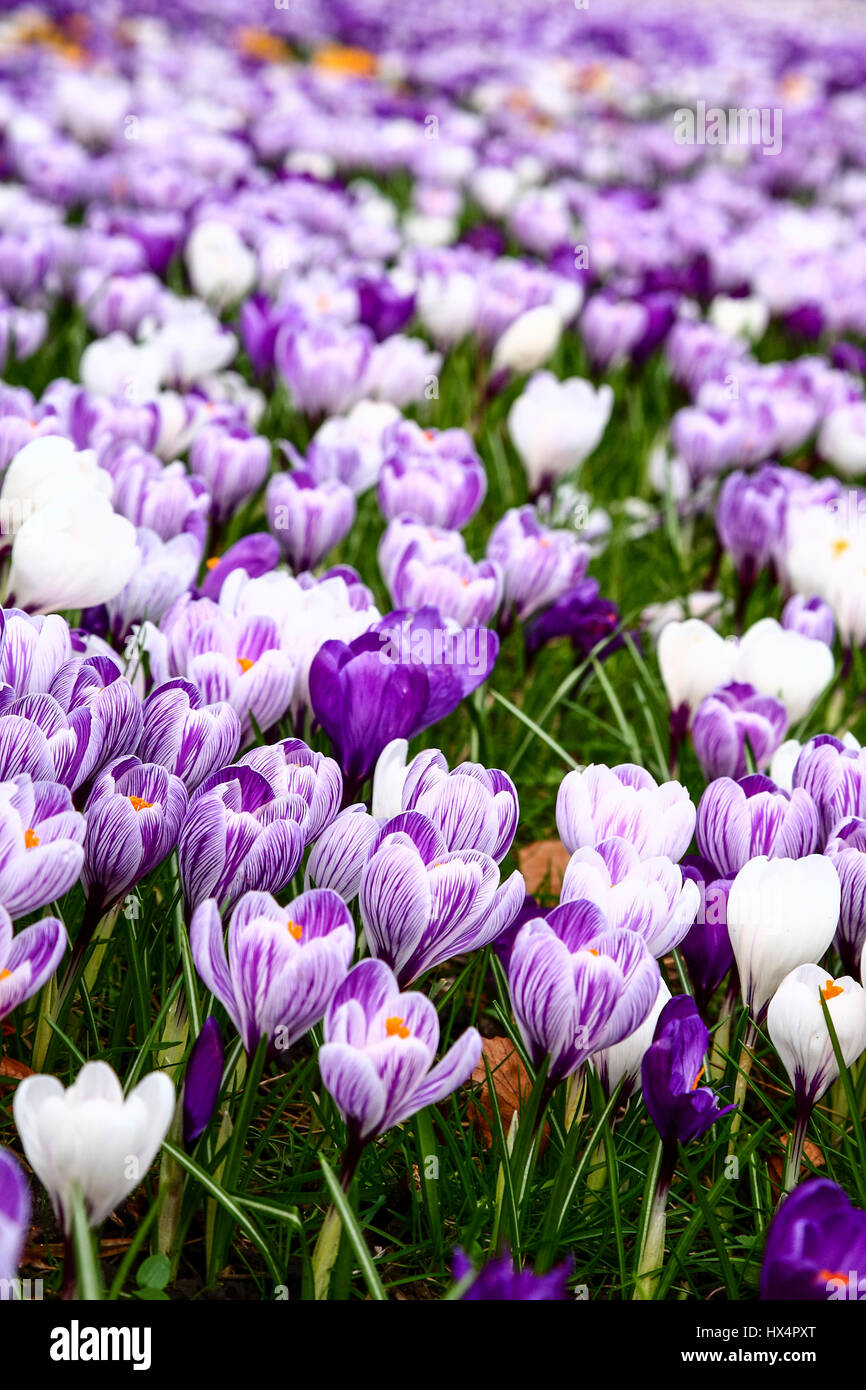 Close up view of Roundhay park Leeds Yorkshire with blooming crocus ...
