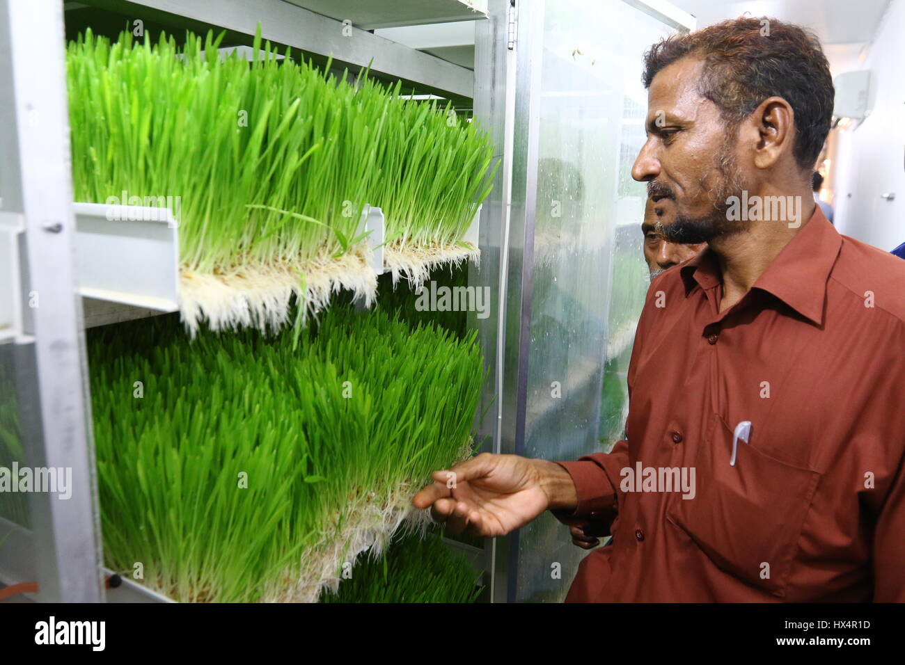 Dhaka 23 march 2017. Grass being grown at an indoor facility of ...