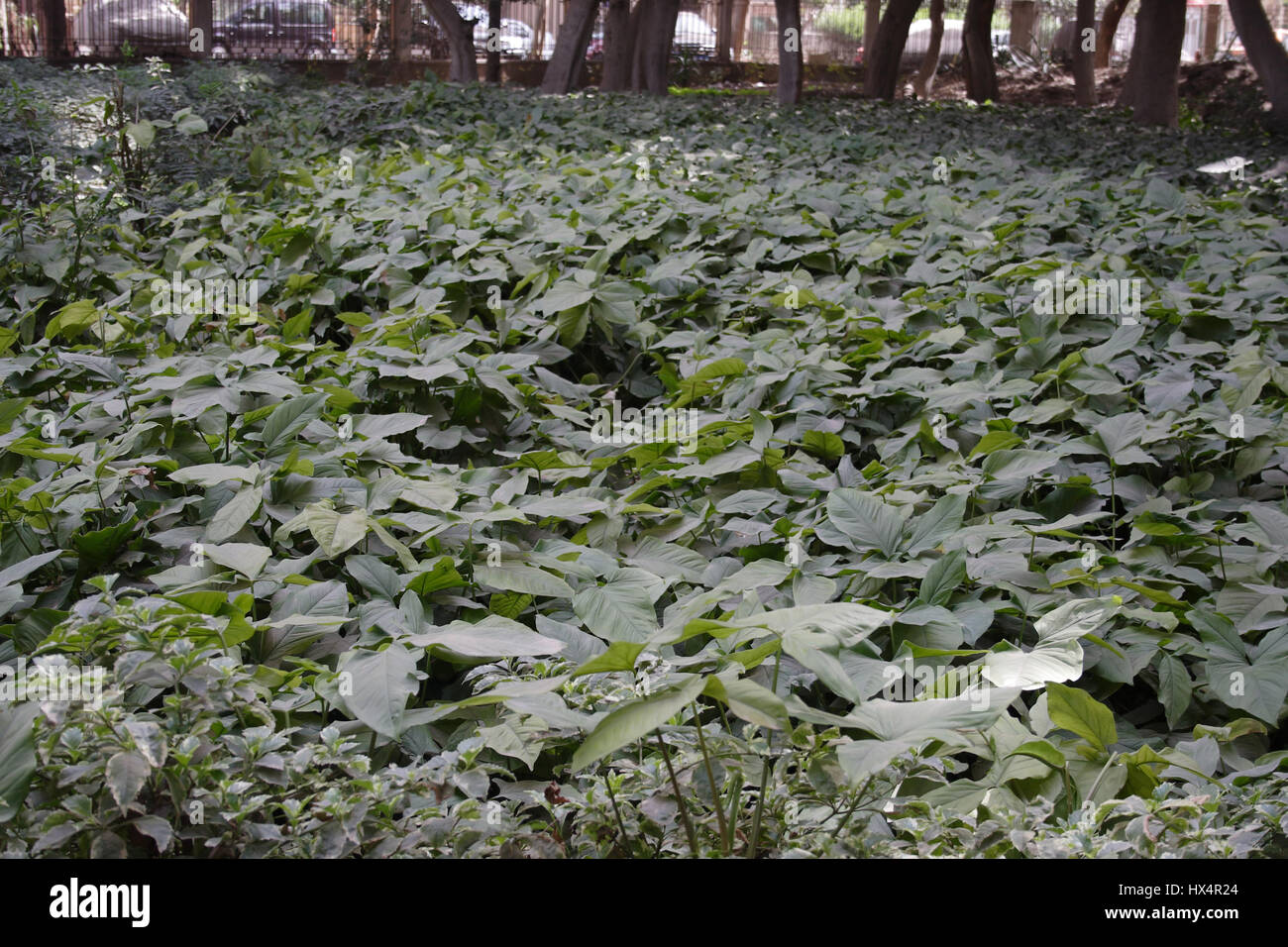 Caltural hi-res stock photography and images - Alamy