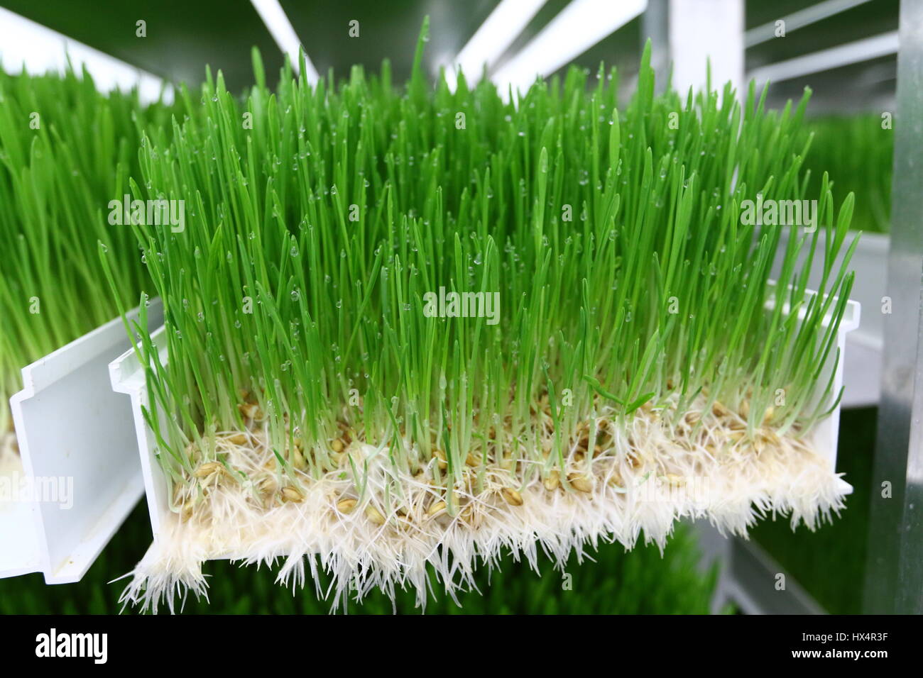 Displays hydroponic hi-res stock photography and images - Alamy