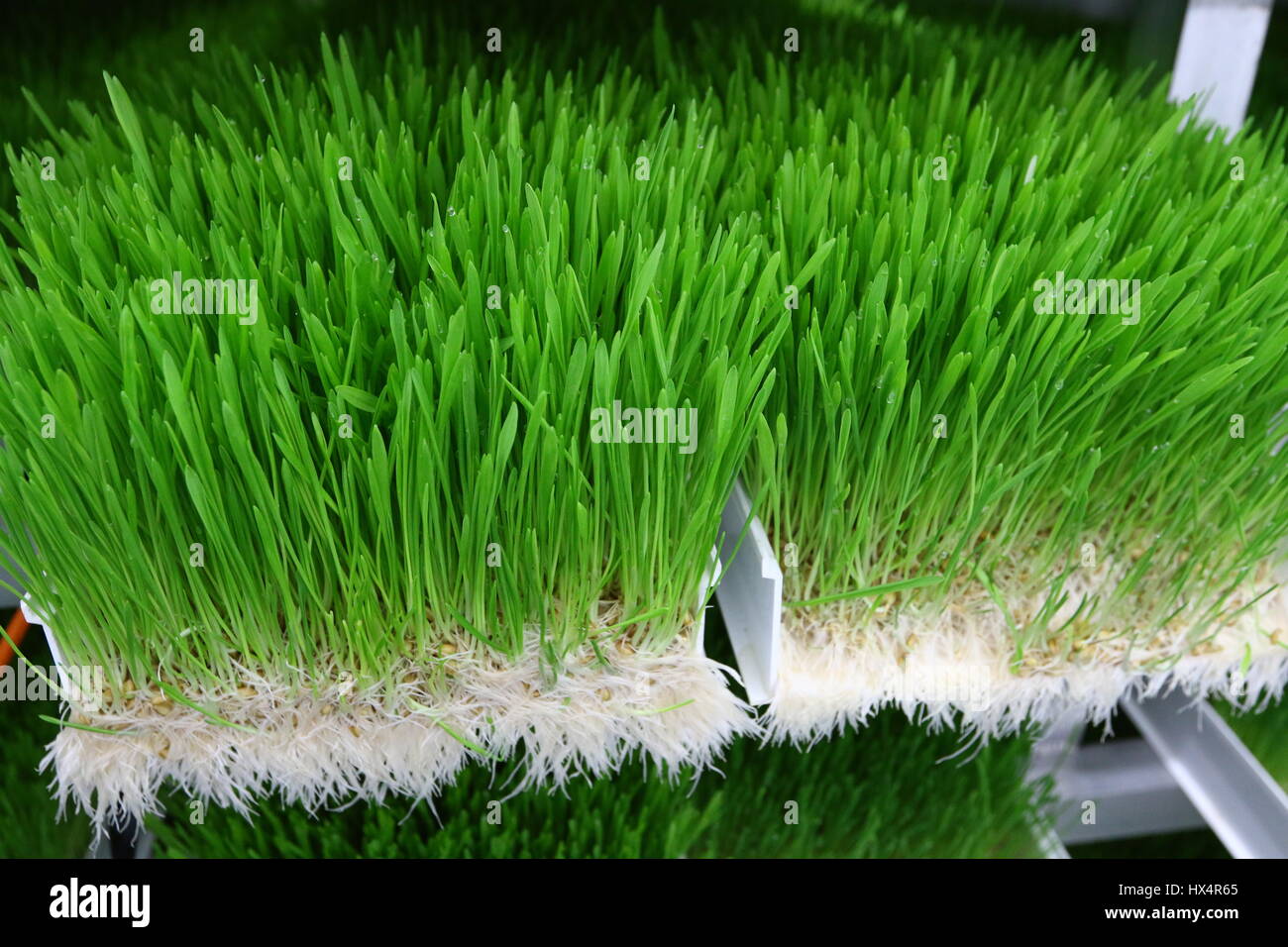 Dhaka 23 march 2017. Grass being grown at an indoor facility of ...