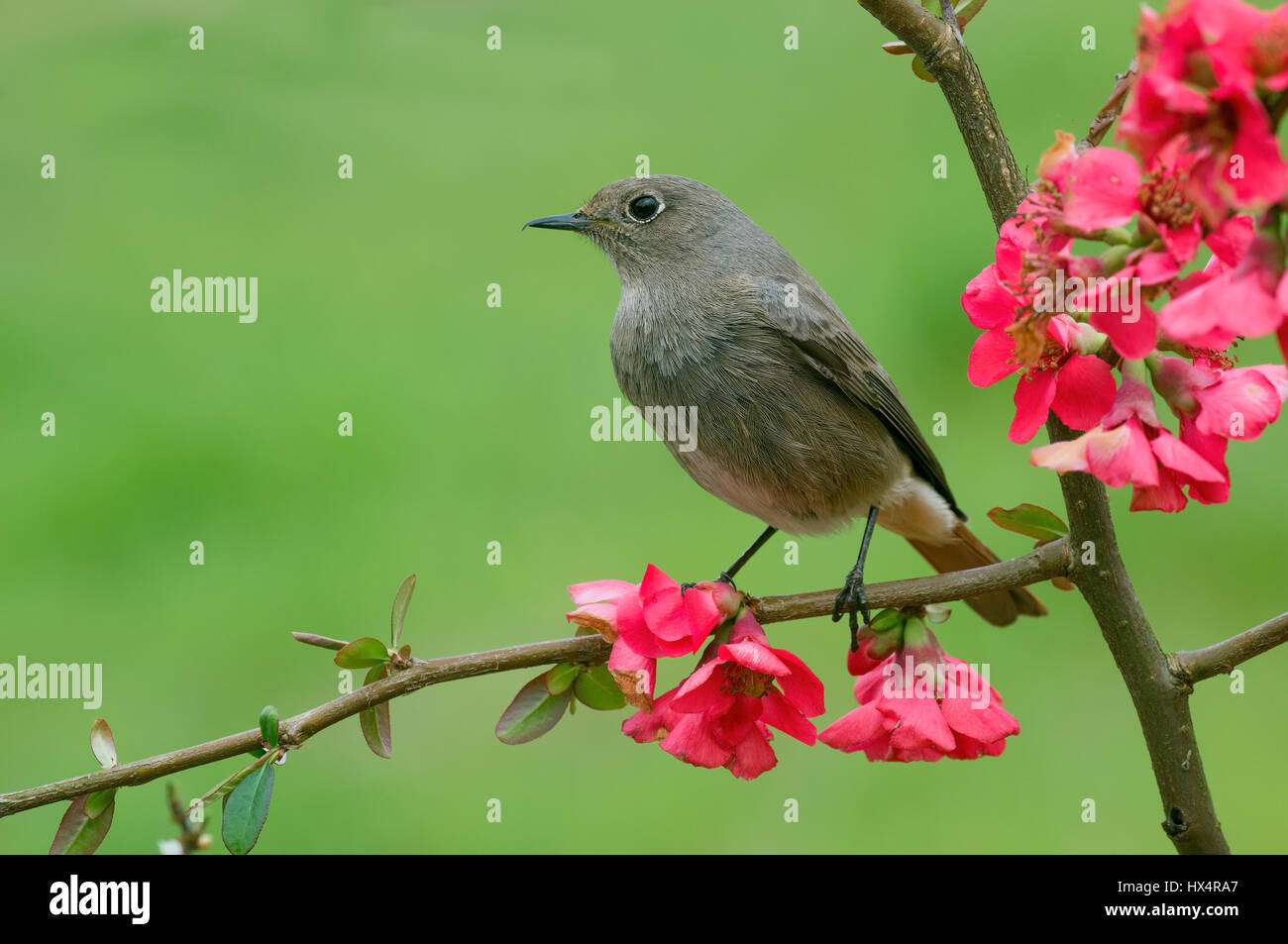 Merops apiaster and flowers hi-res stock photography and images - Alamy