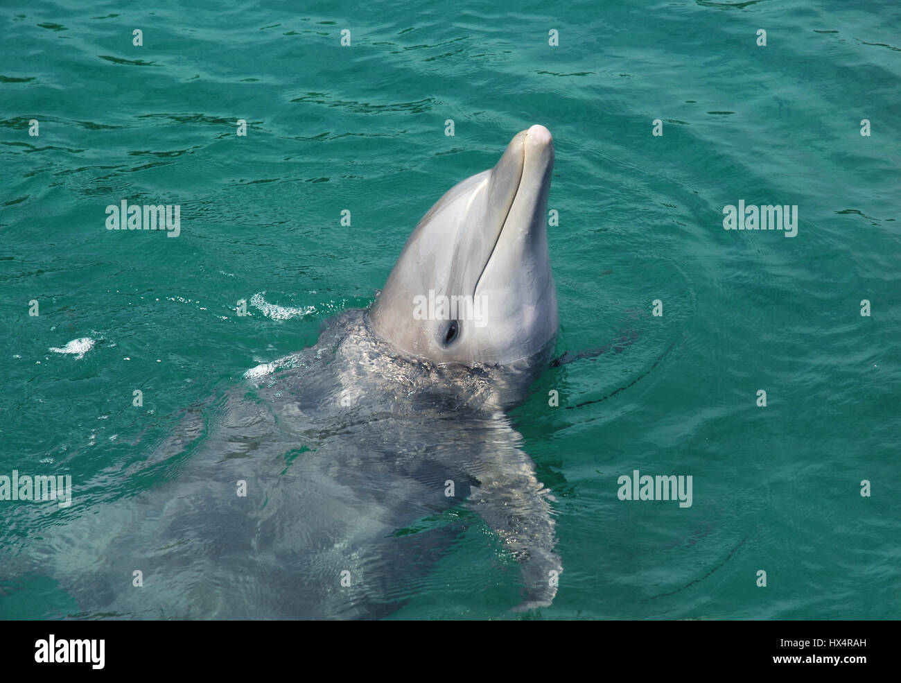Bottle nose dolphin face hi-res stock photography and images - Alamy