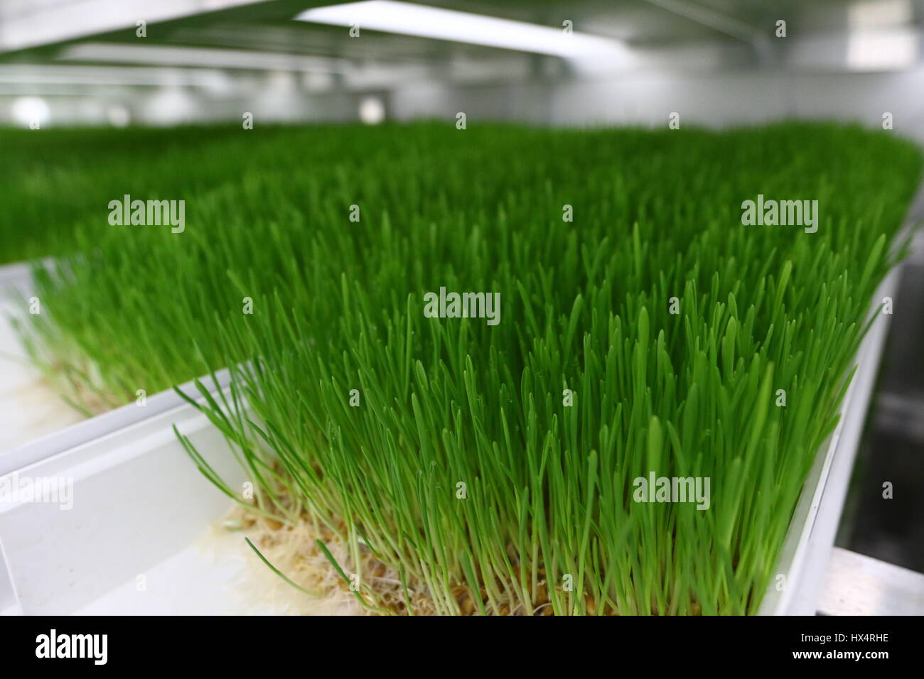 Dhaka 23 march 2017. Grass being grown at an indoor facility of ...