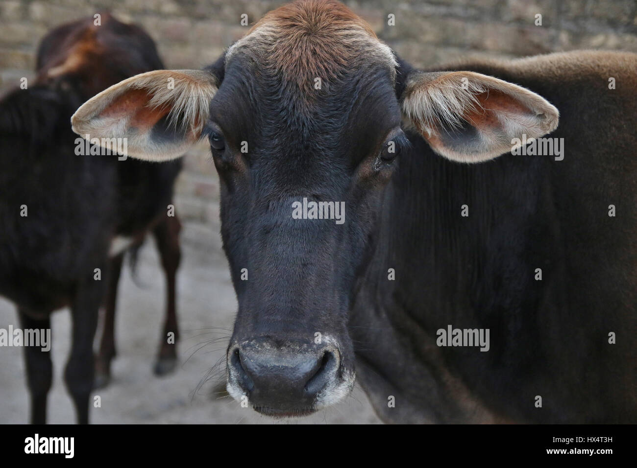 Indian cow looks in the picture, Rishikesh Stock Photo - Alamy