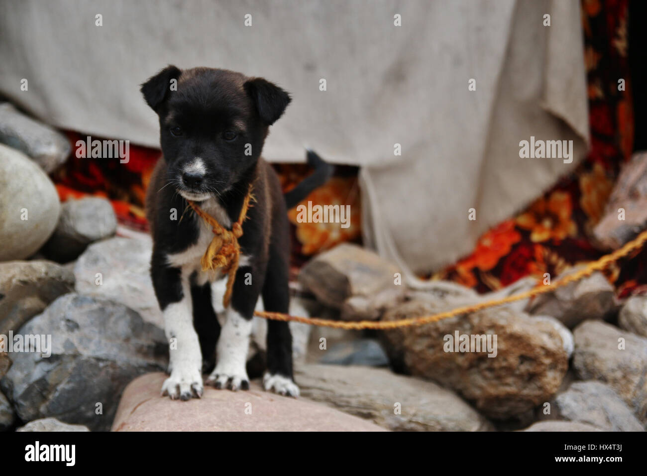 poor little dog stand alone on stone near slum Stock Photo - Alamy