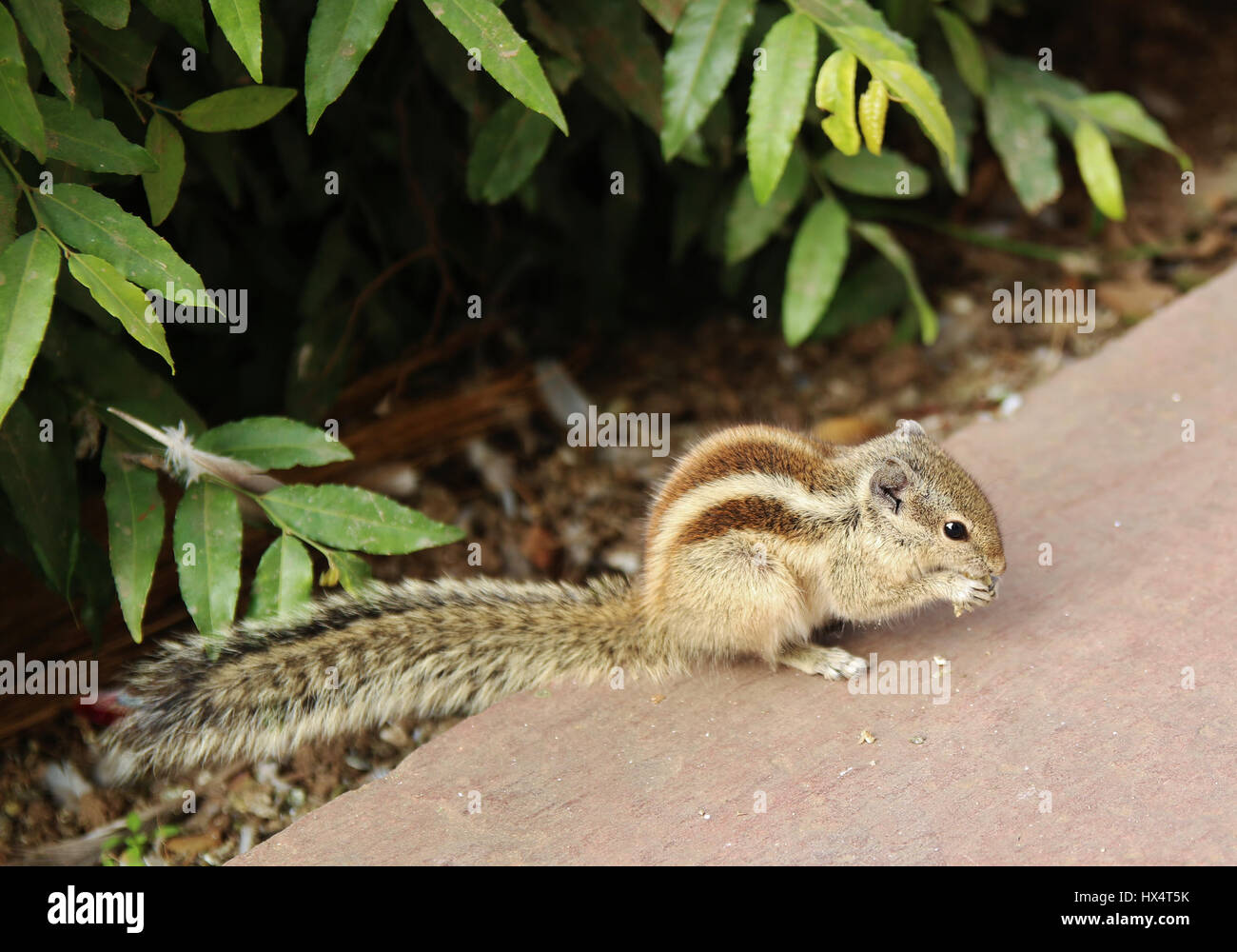 cute chipmunk eating in the park of Delhi, India Stock Photo - Alamy