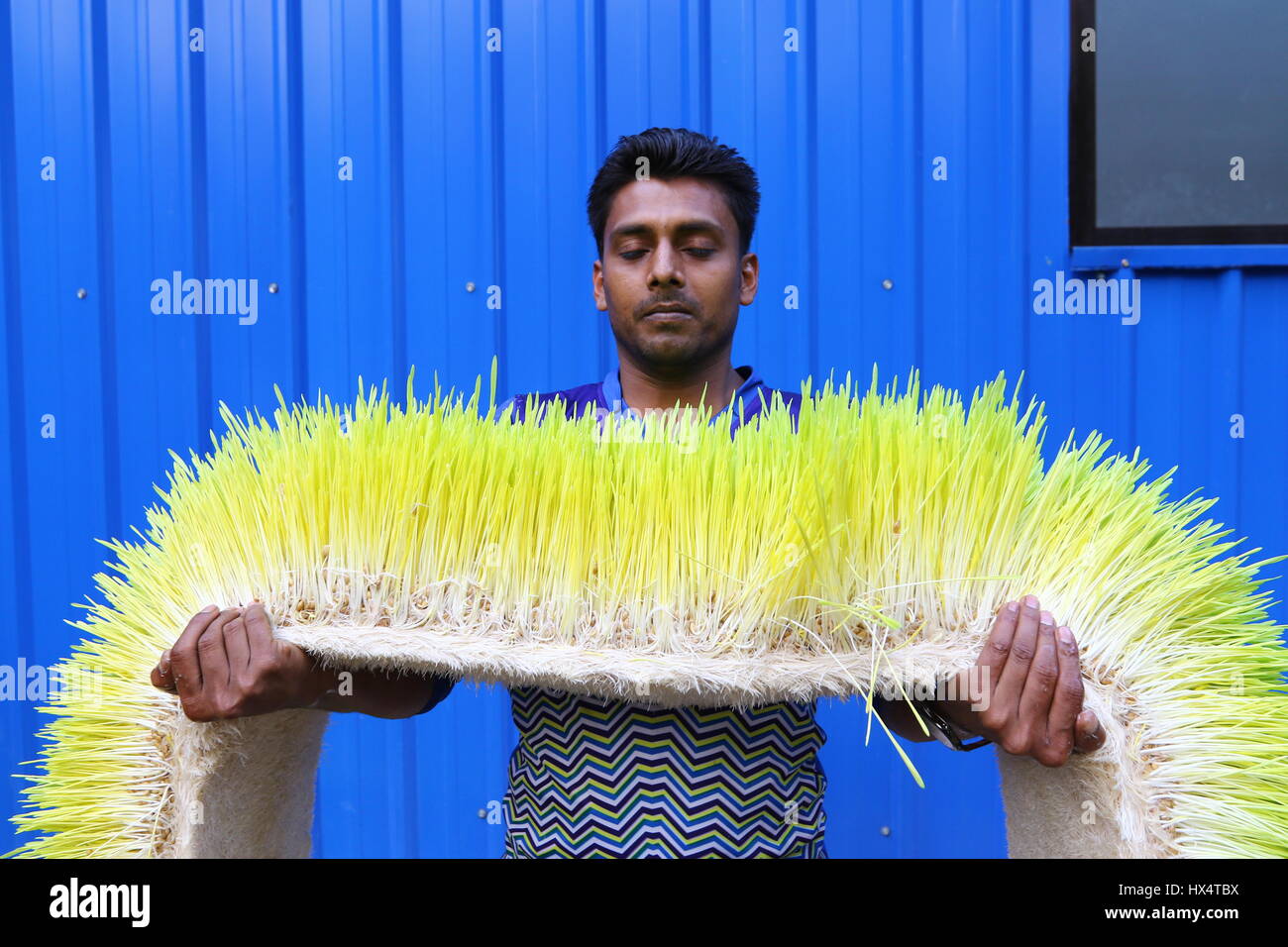 Dhaka 23 march 2017. A worker displays hydroponic fodder on the ...