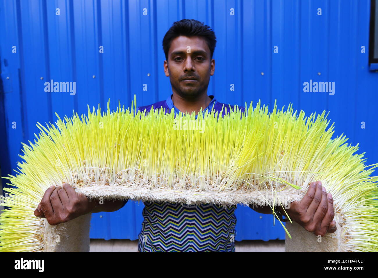 Dhaka 23 march 2017. A worker displays hydroponic fodder on the ...