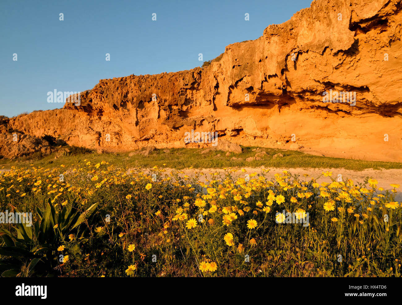 Spring flowers in full bloom on the road to the Akamas Peninsula ...