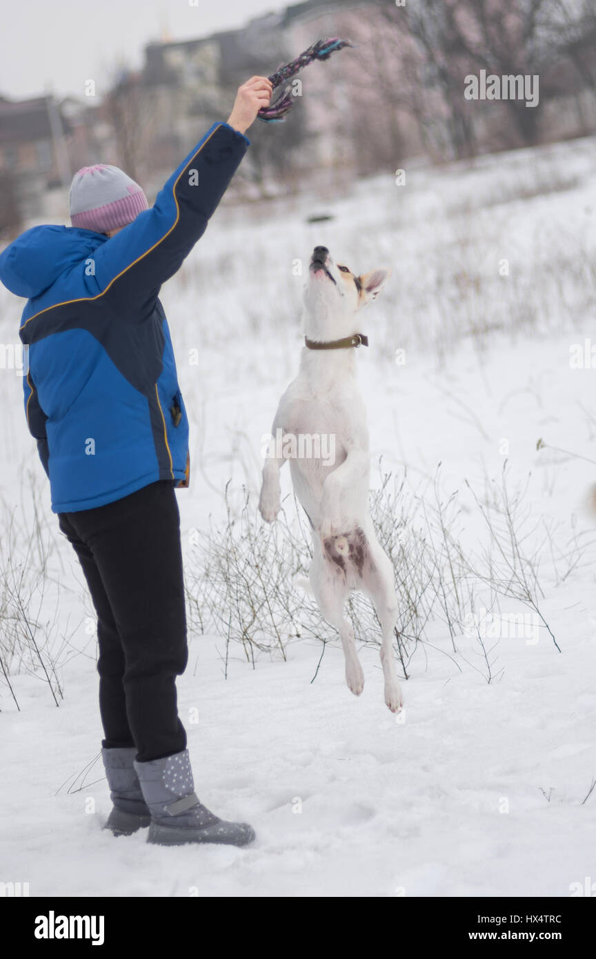Setter hybrid hi-res stock photography and images - Alamy