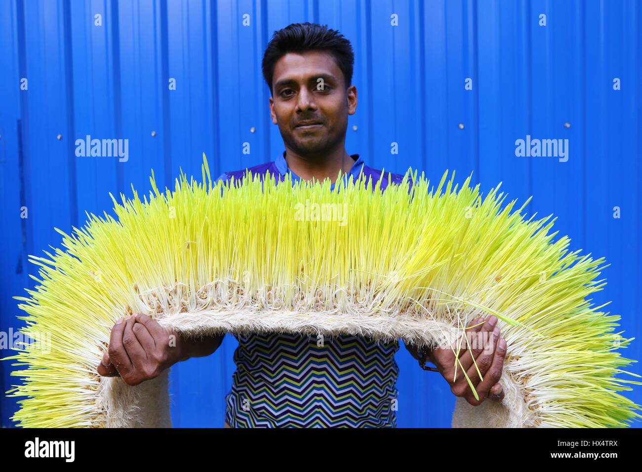 Dhaka 23 march 2017. A worker displays hydroponic fodder on the ...