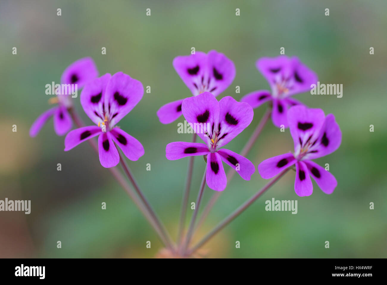 Echinatum hi-res stock photography and images - Alamy