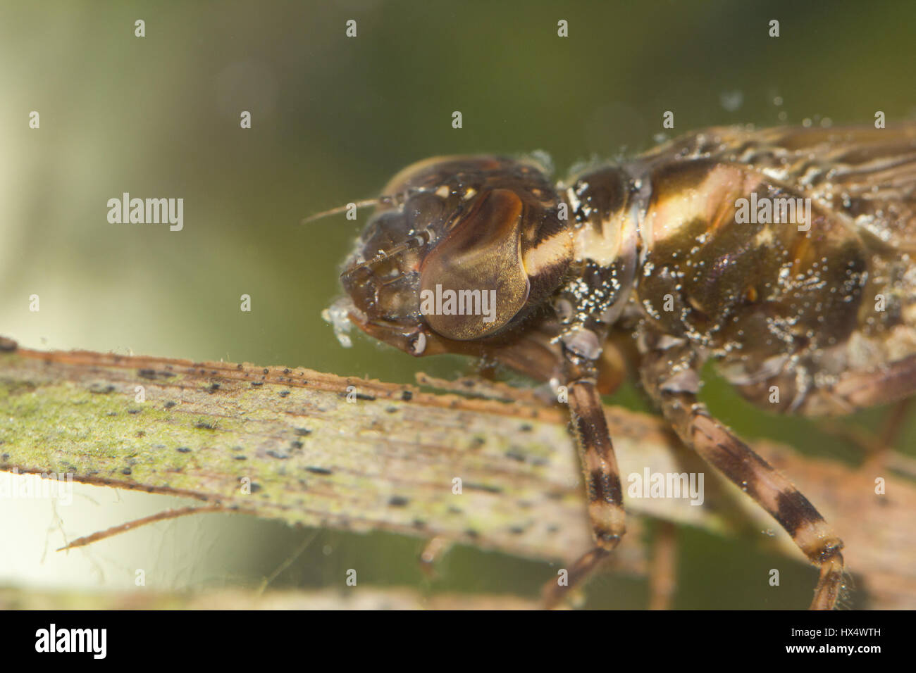 Dragonfly larvae under water hi-res stock photography and images - Alamy