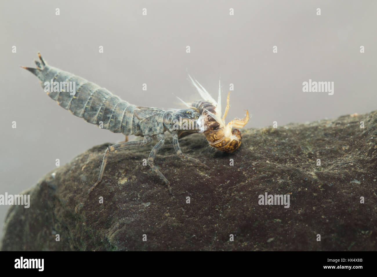 Dragonfly larvae under water hi-res stock photography and images - Alamy