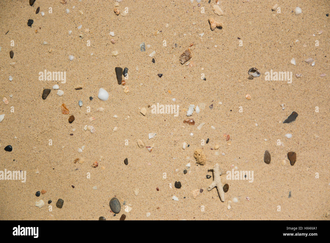 Sea shells on sand. Summer beach background Stock Photo - Alamy