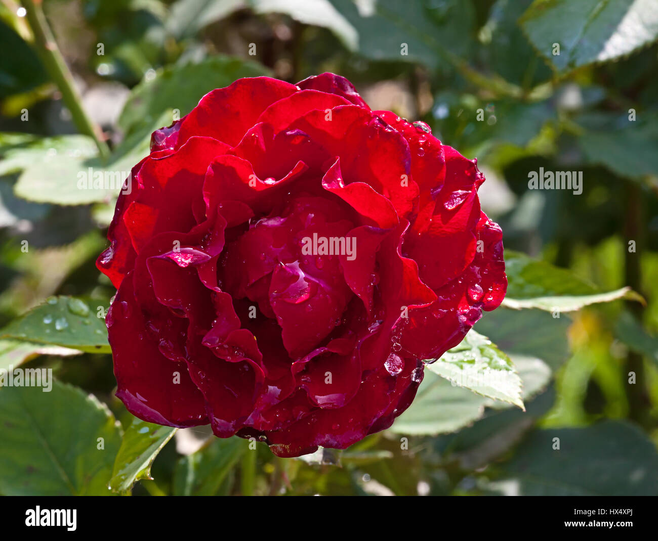 Raindrop on Rose in garden Stock Photo - Alamy