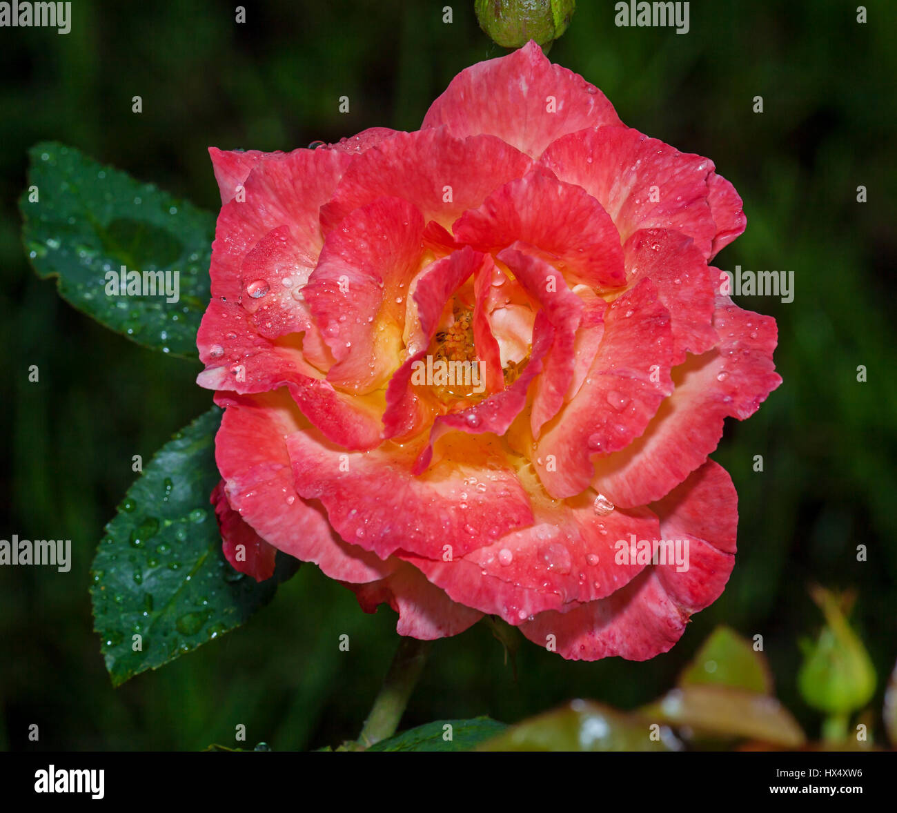 Raindrop on Rose in garden Stock Photo - Alamy