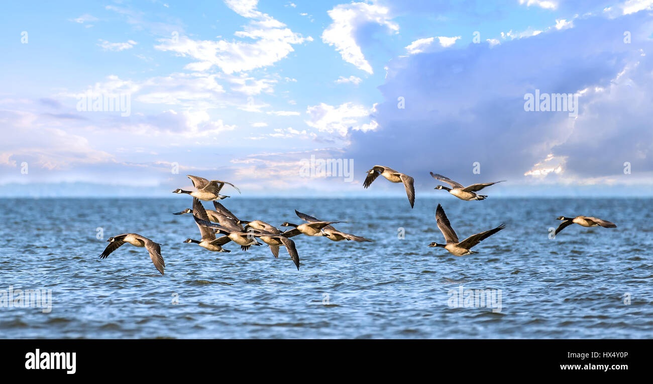Flock of Canada Geese flying low over the water of the Chesapeake Bay ...