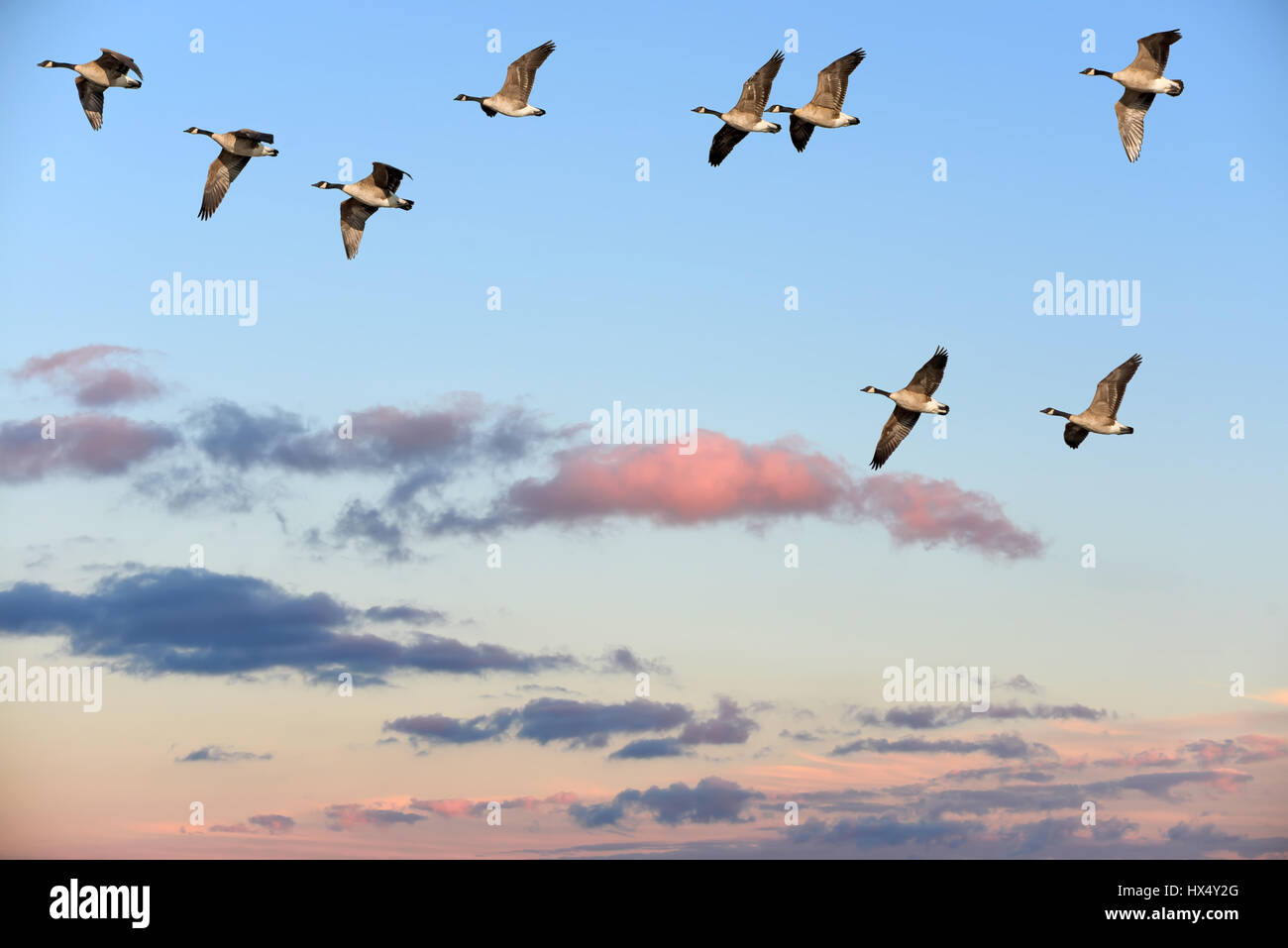 Flock of Canada Geese flying over a sunset sky Stock Photo - Alamy