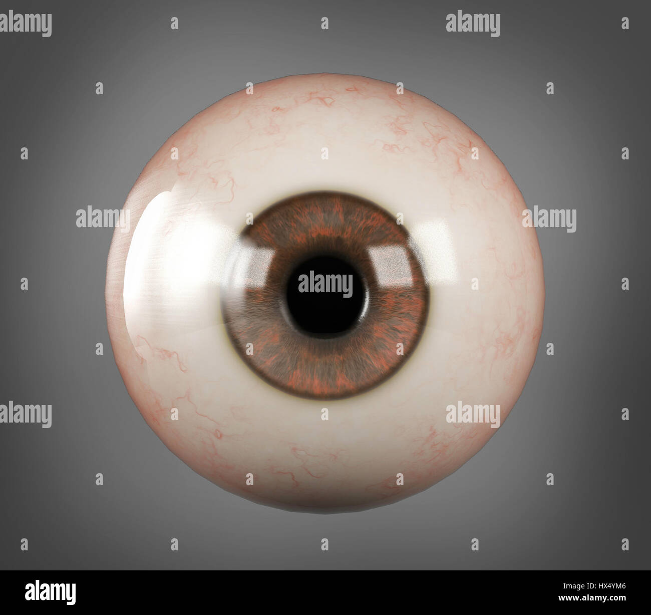 Realistic human eyeball brown iris pupil isolated Stock Photo - Alamy